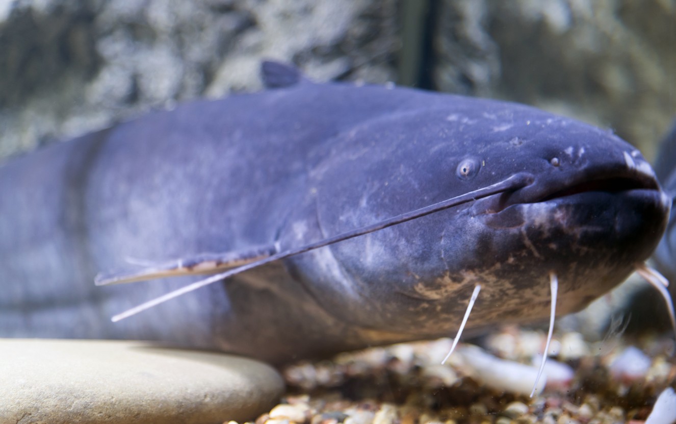 Channel Catfish - Blue Catfish vs Channel Catfish - Best Rods & Reels