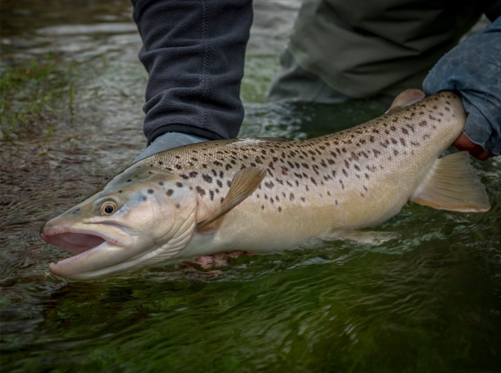 Types of Trout - Rainbow Trout - Char Trout - Brown Trout - Bull Trout