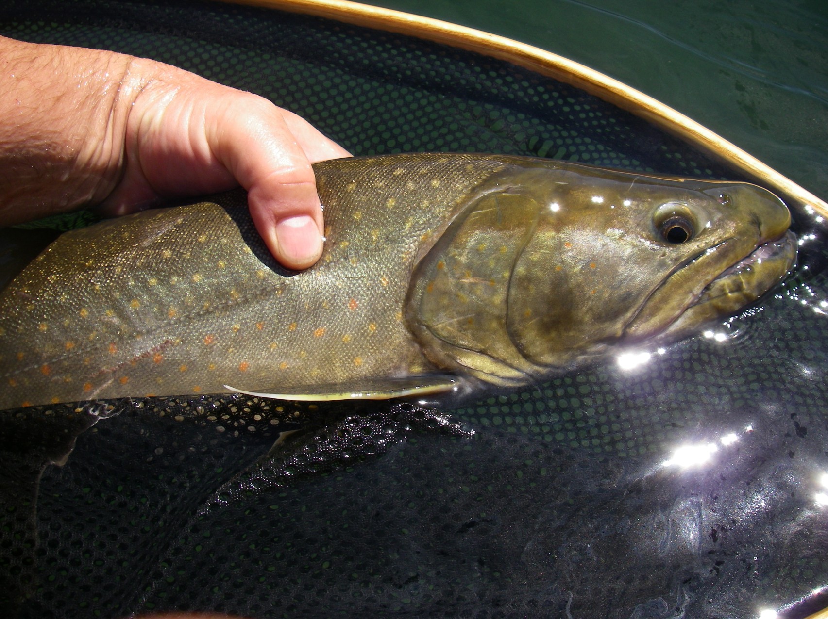 Types of Trout - Rainbow Trout - Char Trout - Brown Trout - Bull Trout