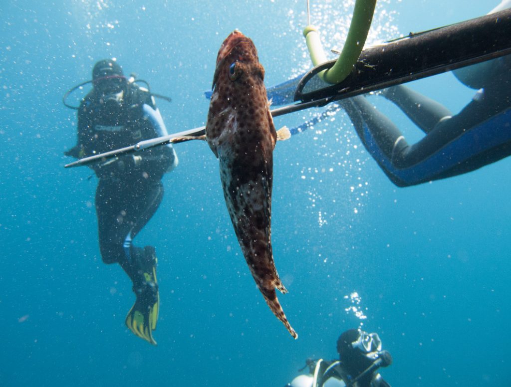 Bow Fishing - Bow Fishing Kits - Fishing Bow and Arrow