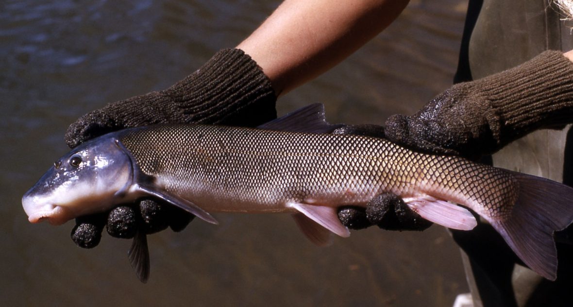 Mountain Suckers - Sucker Fish - Black Lined Sucker Fish