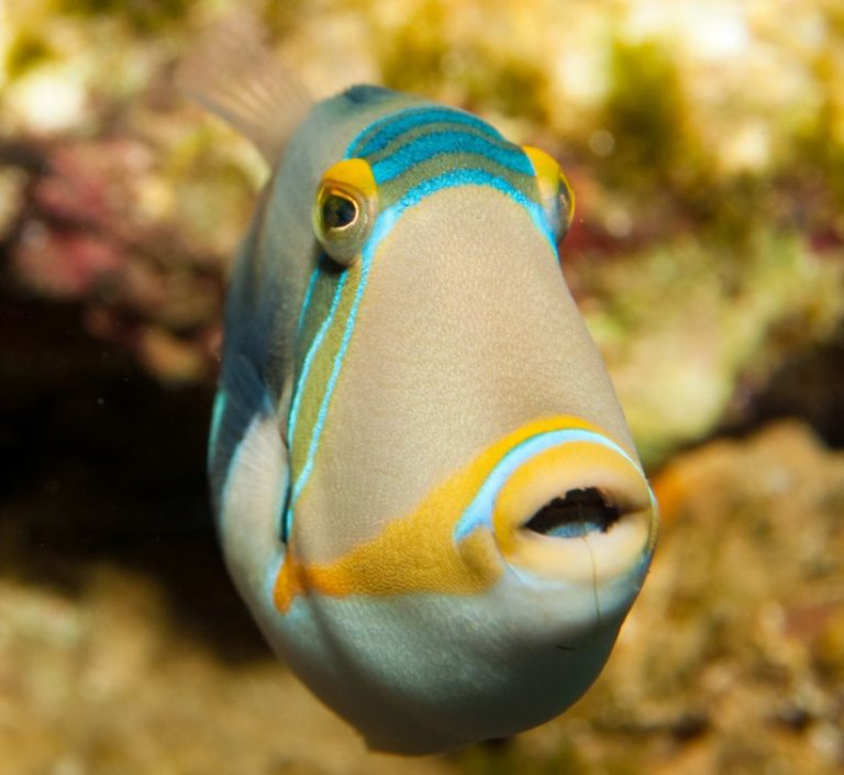 Humuhumu - Humuhumunukunukukuapua’a Triggerfish - Trigger fish