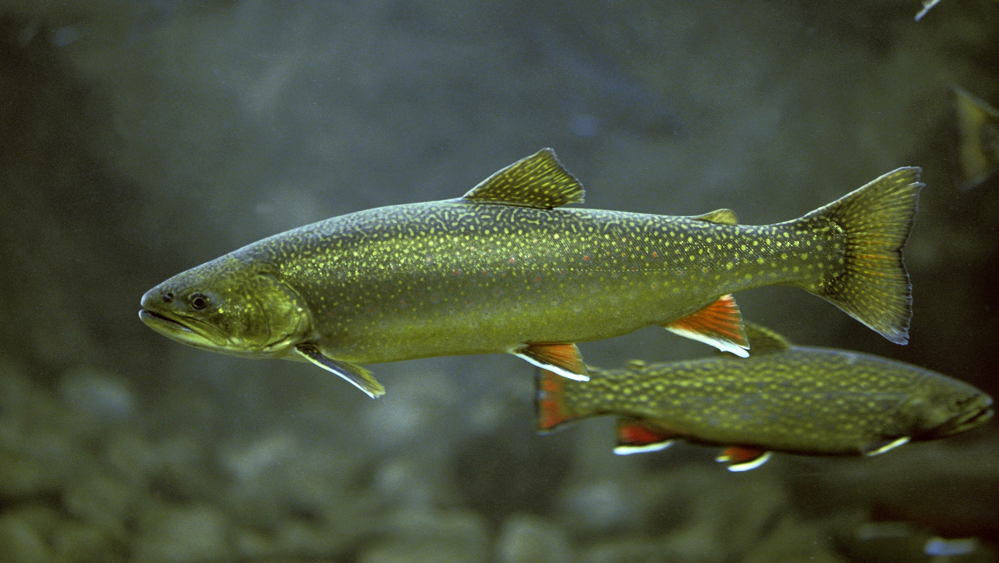 Arctic Char - Arctic Char Fishing - Arctic Char vs Salmon - What is ...