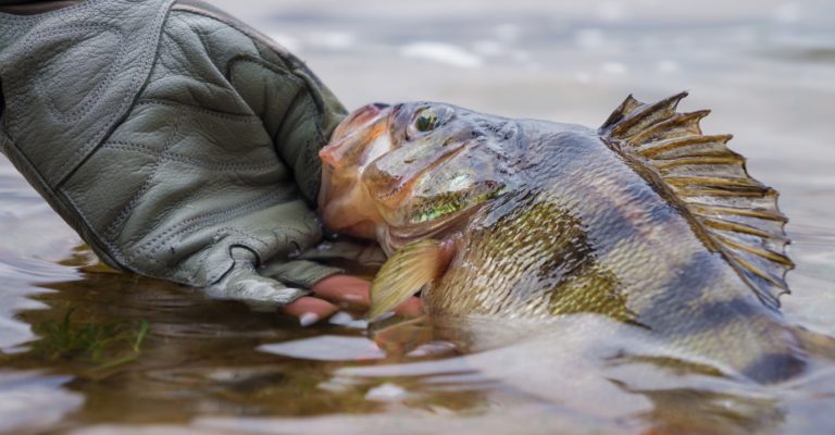 Yellow Perch - The Best Panfish - Cooking Perch - Baits and Lures